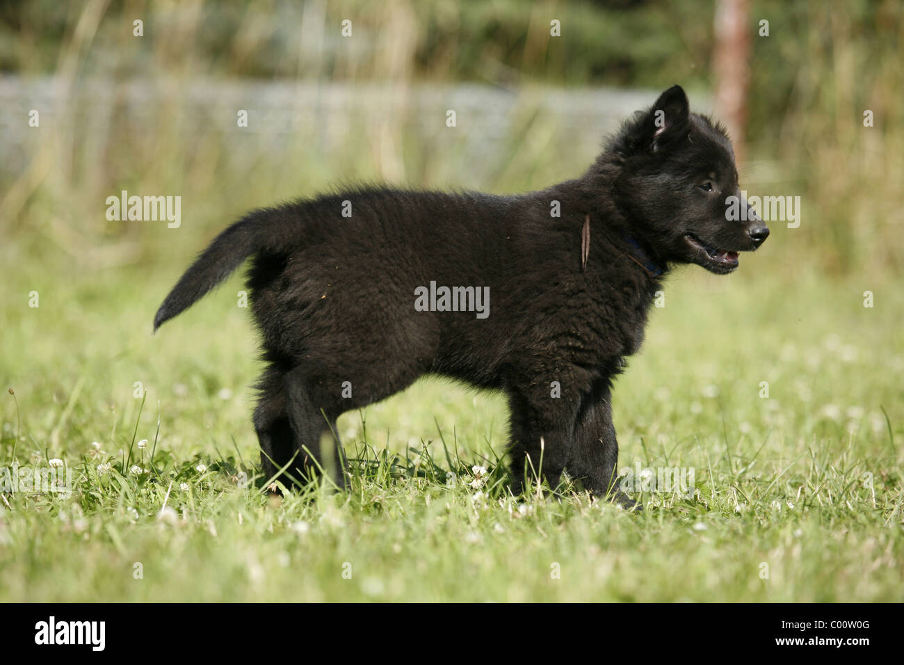 Belge groenendael Banque de photographies et d’images à haute ...