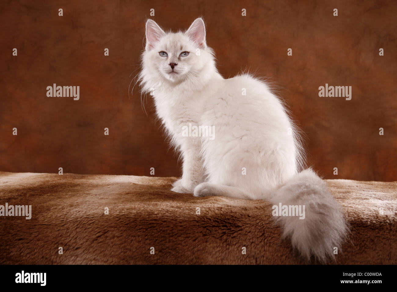 Neva masquerade Banque de photographies et d’images à haute résolution ...