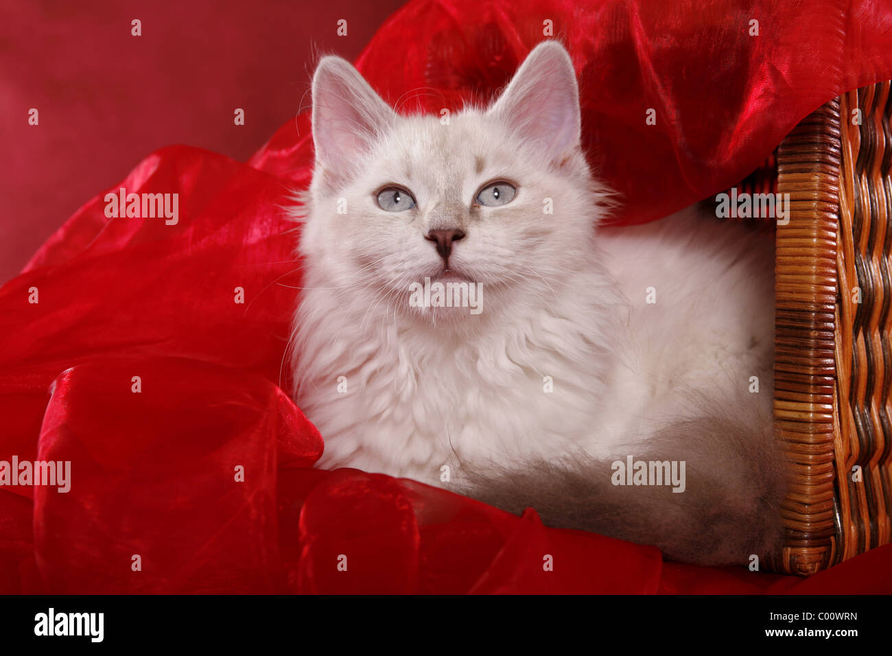 Neva masquerade Banque de photographies et d’images à haute résolution ...