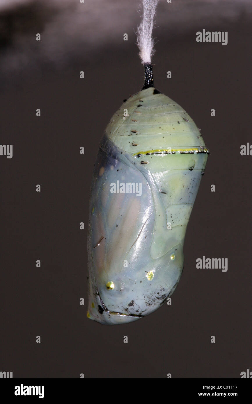 Monarch chrysalis Banque de photographies et d’images à haute ...