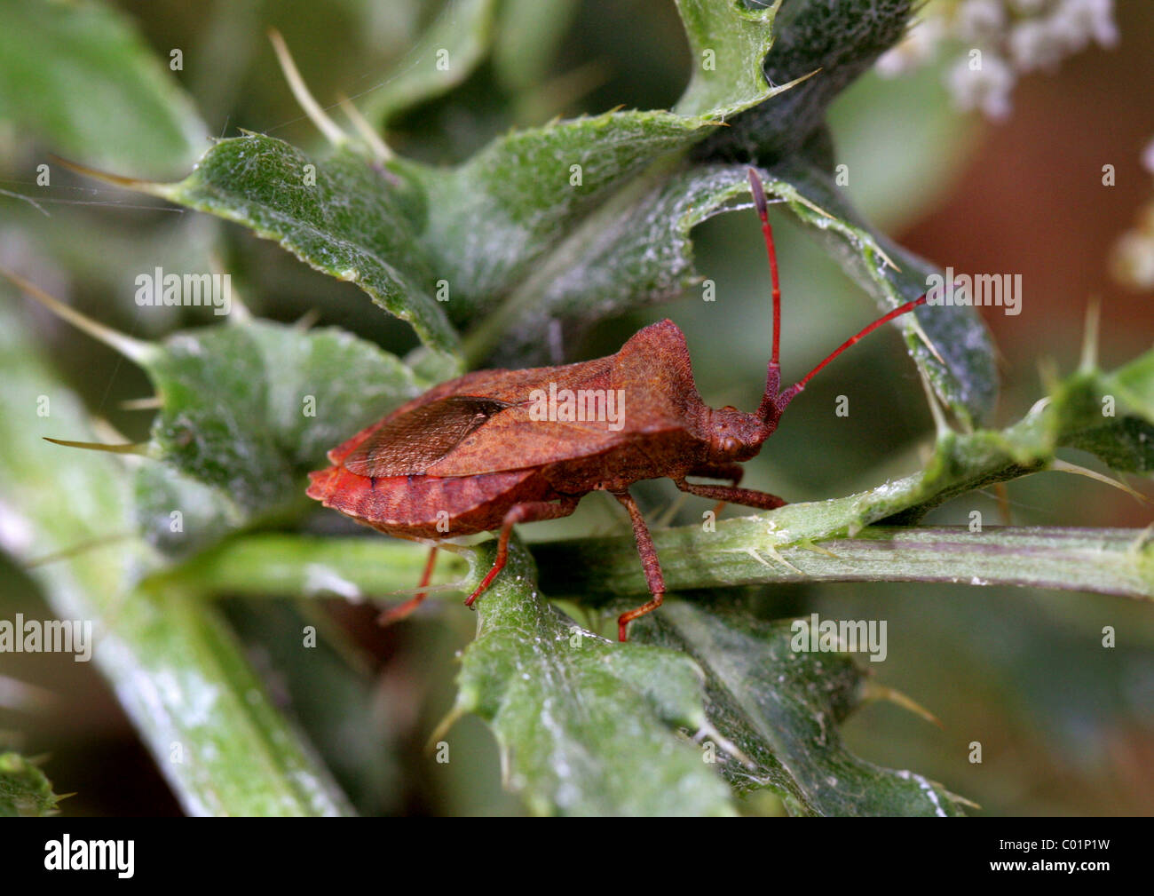 Coreus marginatus, Bug Dock, Coréidés, Heteroptera, Hémiptères Photo ...
