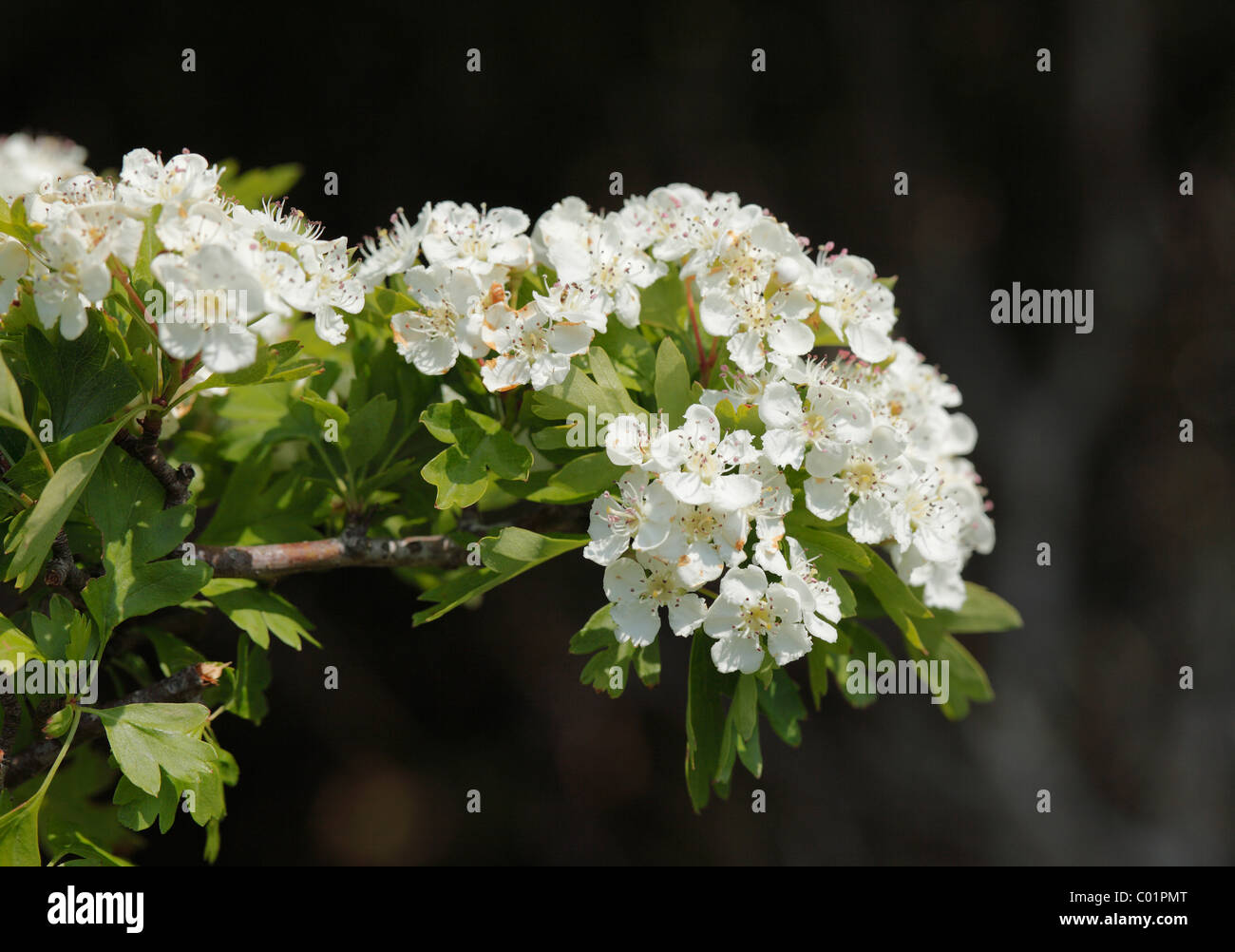 Crataegus monogyna Banque de photographies et d’images à haute ...