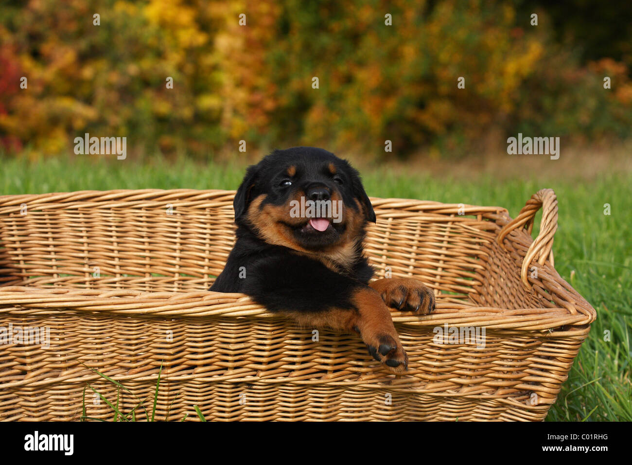 Chiot rottweiler rottweilers Banque de photographies et d’images à ...