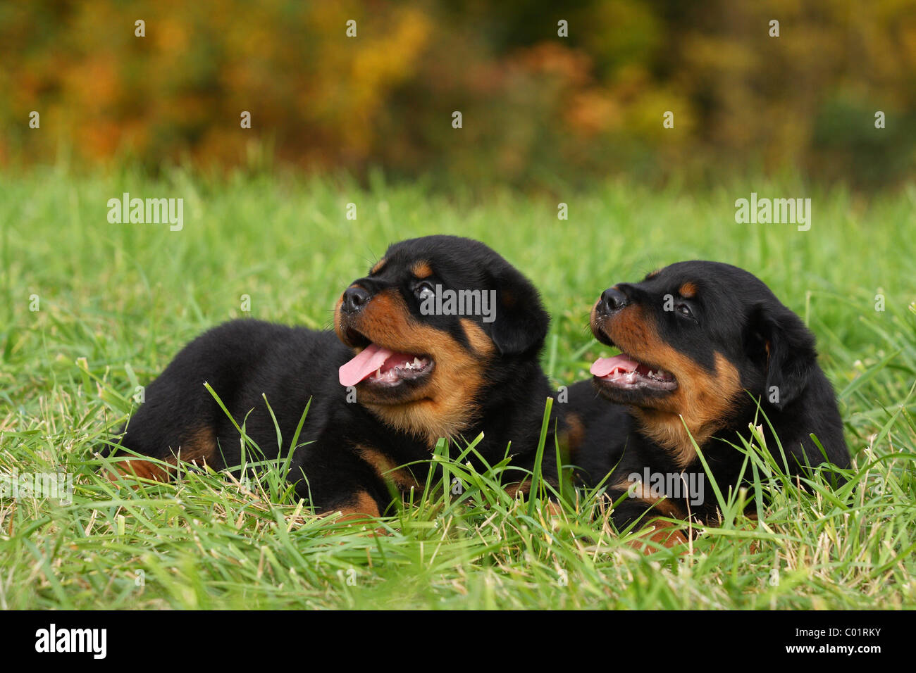 Chiot rottweiler rottweilers Banque de photographies et d’images à ...