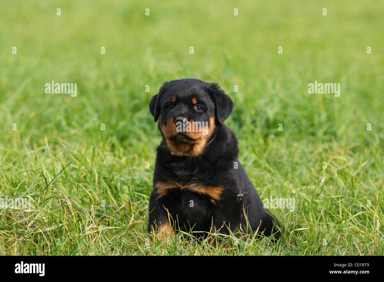 Rottweiler puppy dog Banque de photographies et d’images à haute ...