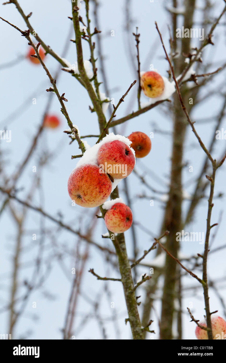Winter fruit Banque de photographies et d’images à haute résolution - Alamy