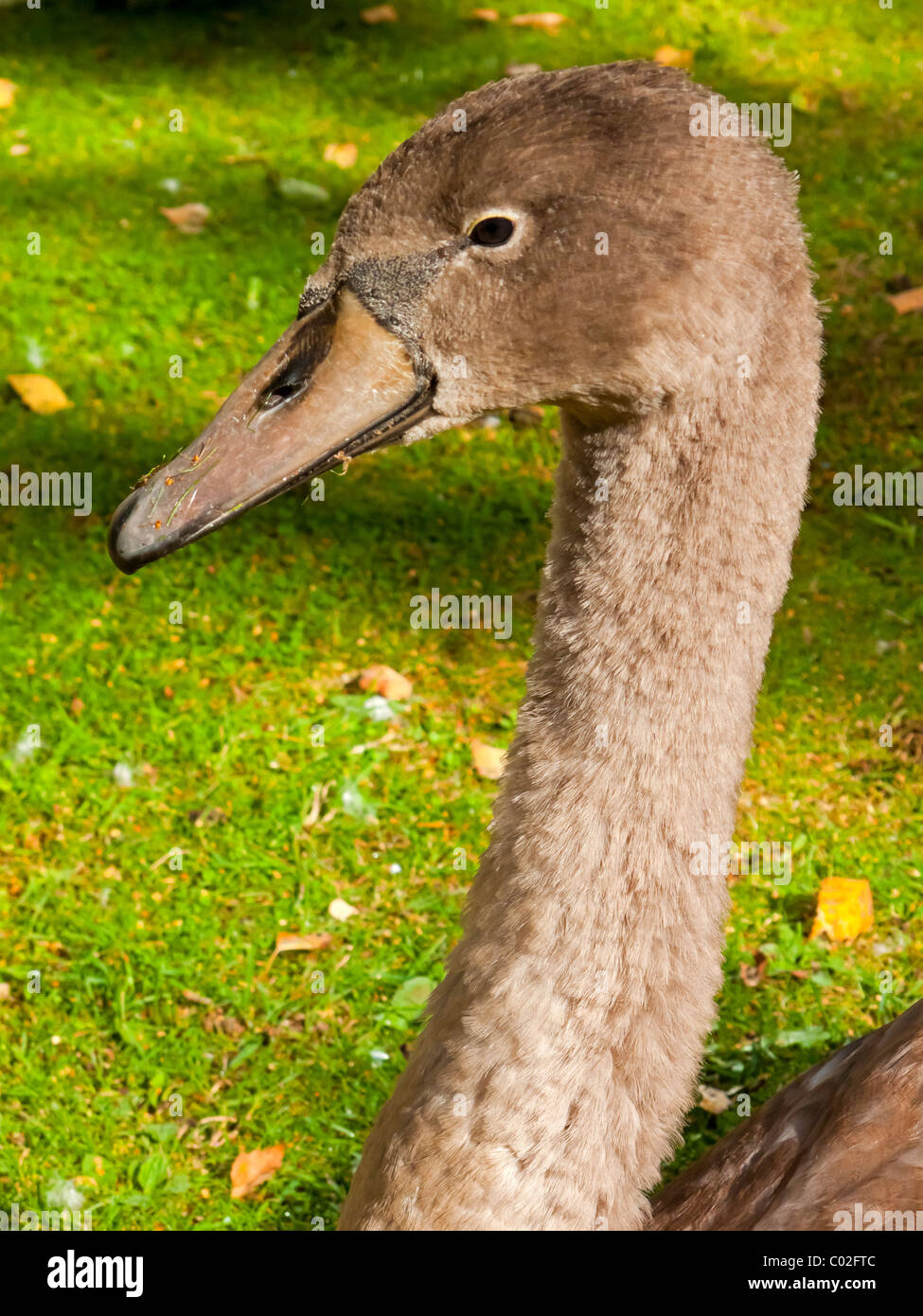 Cygne brun Banque de photographies et d’images à haute résolution - Alamy