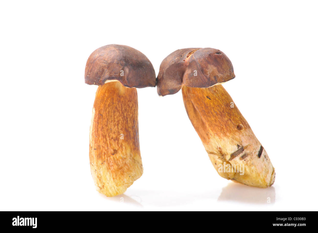 Boletus edulis aux champignons porcini Banque d'images détourées - Alamy