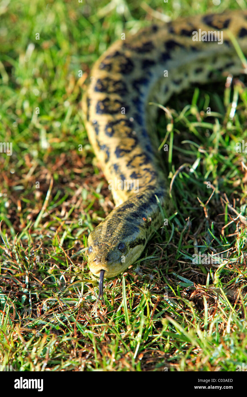 Anacondas jaunes Banque de photographies et d’images à haute résolution ...