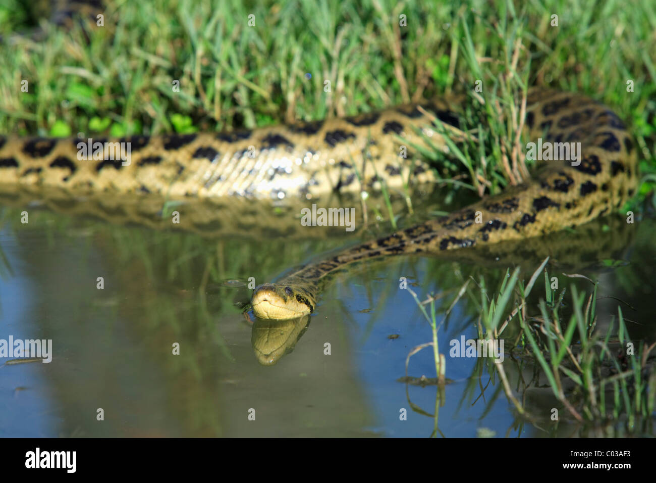 Anaconda jaune (Eunectes notaeus), natation dans l'eau, Pantanal ...