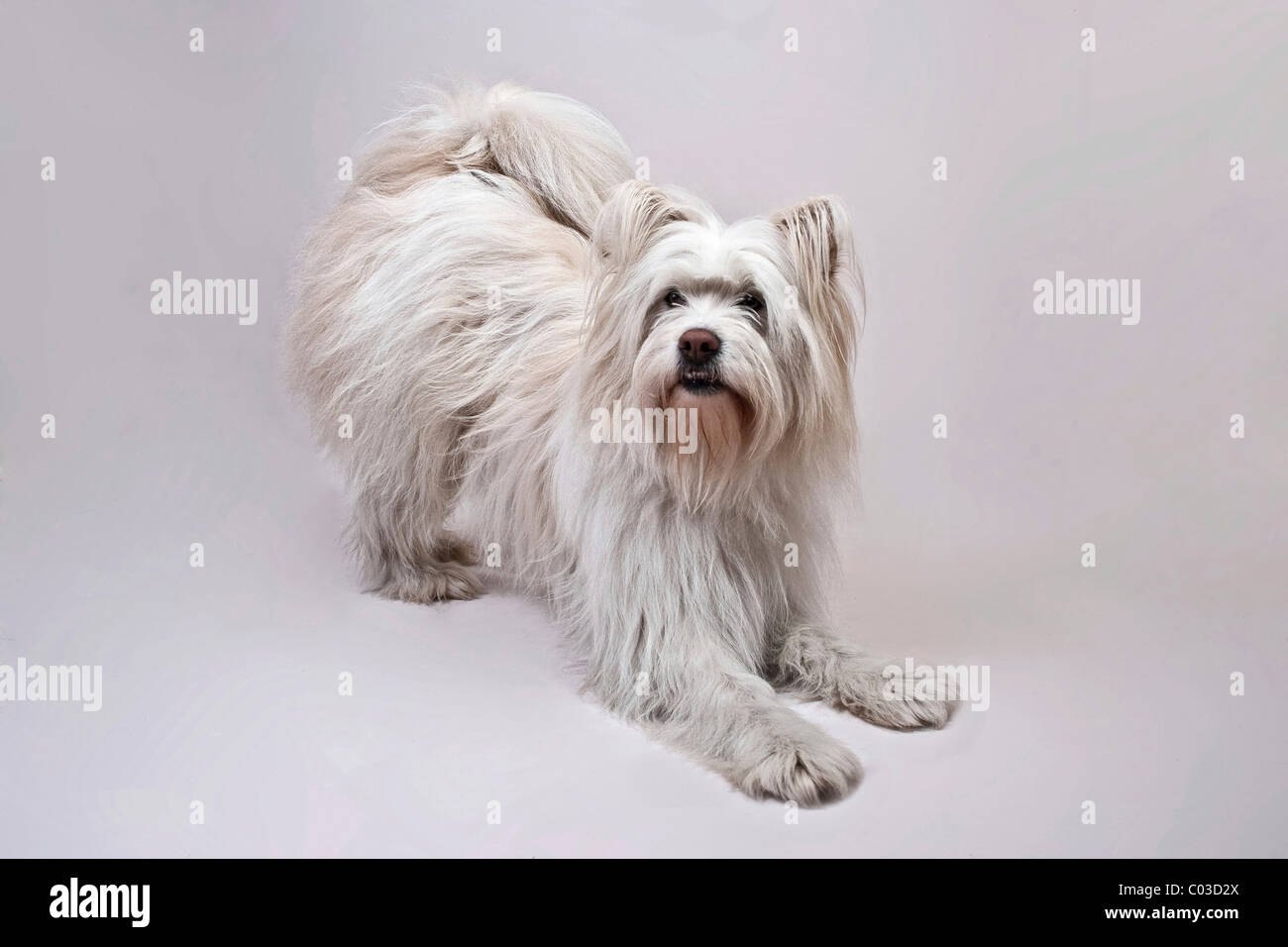 Chien elo Banque de photographies et d’images à haute résolution - Alamy