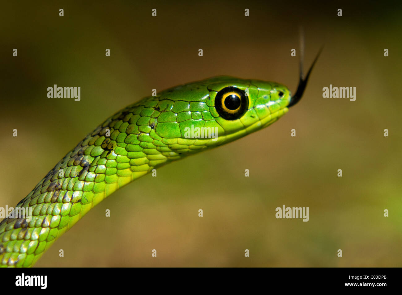 Langue Fourchue De Serpent Banque d'image et photos - Alamy