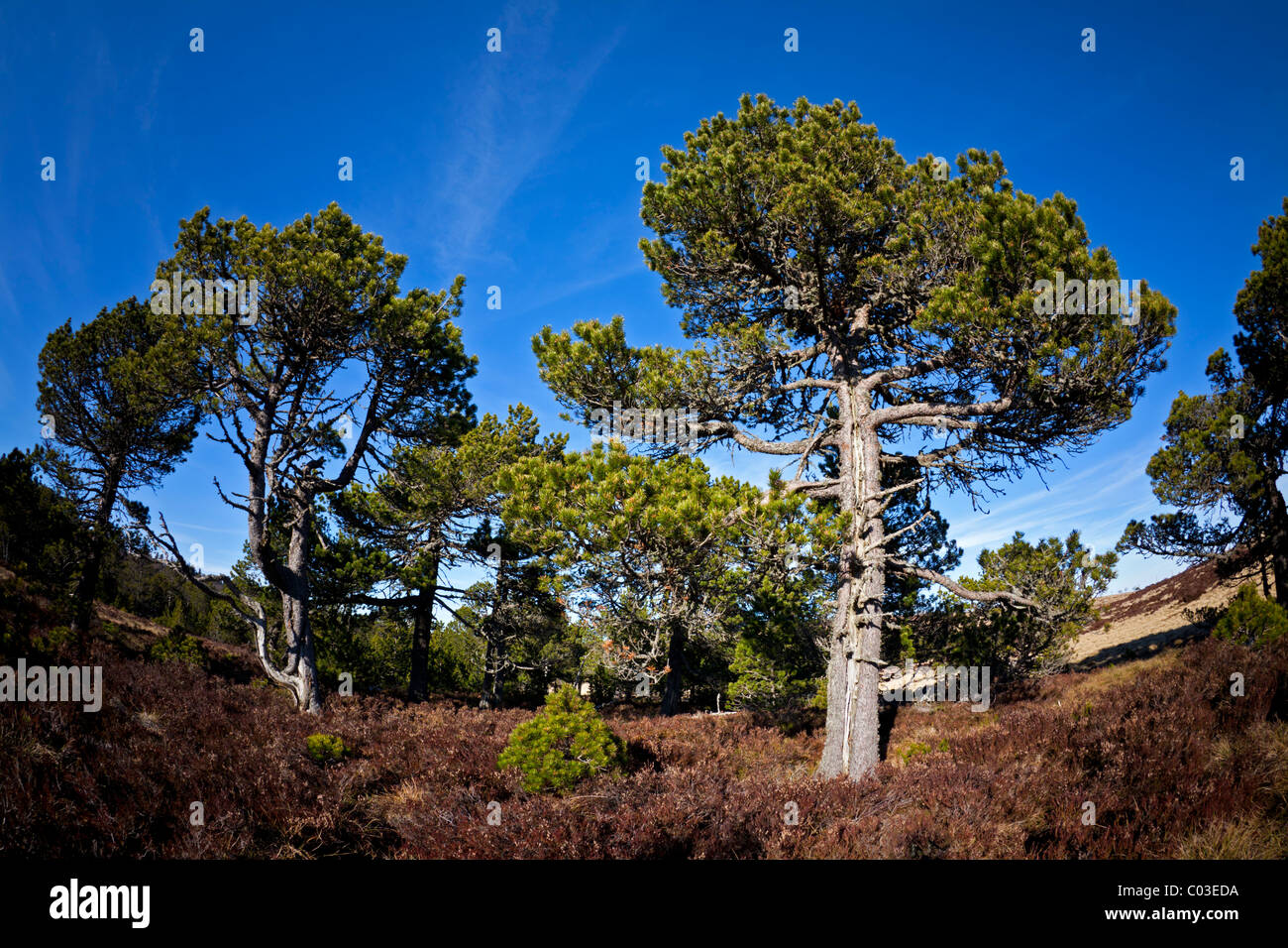 Tronc de pin sylvestre (Pinus sylvestris) marqué par une grande fissure ...