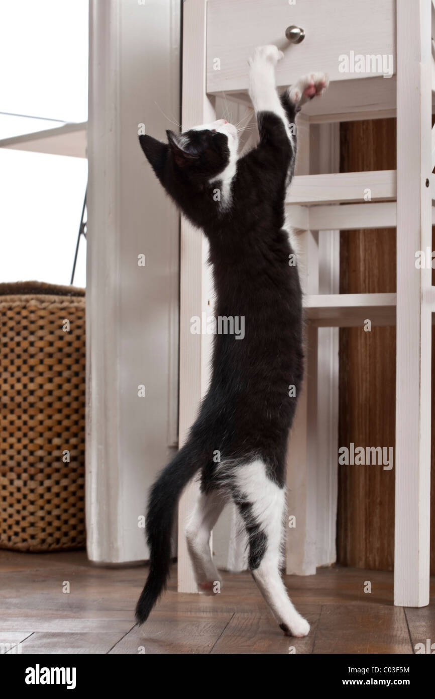 Chat jouant Banque de photographies et d’images à haute résolution - Alamy