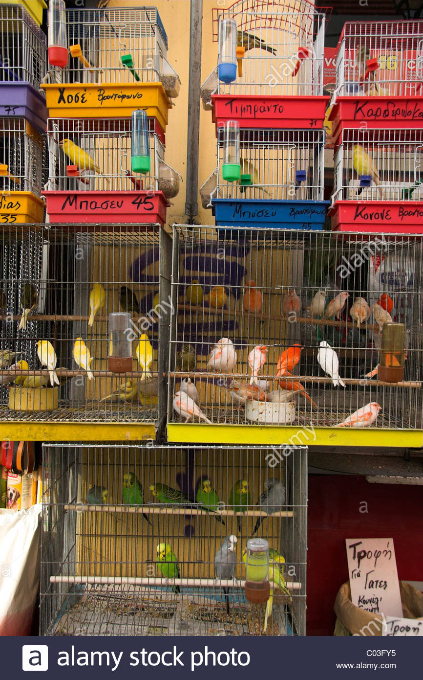 Pet Shop Banque d'image et photos - Alamy