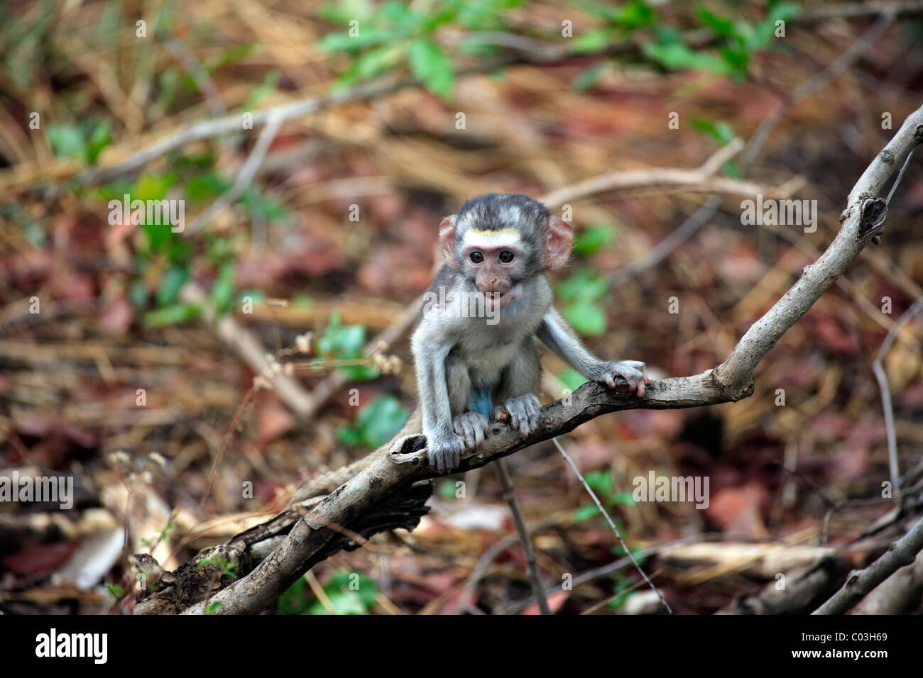 Singe grivet Banque de photographies et d’images à haute résolution - Alamy