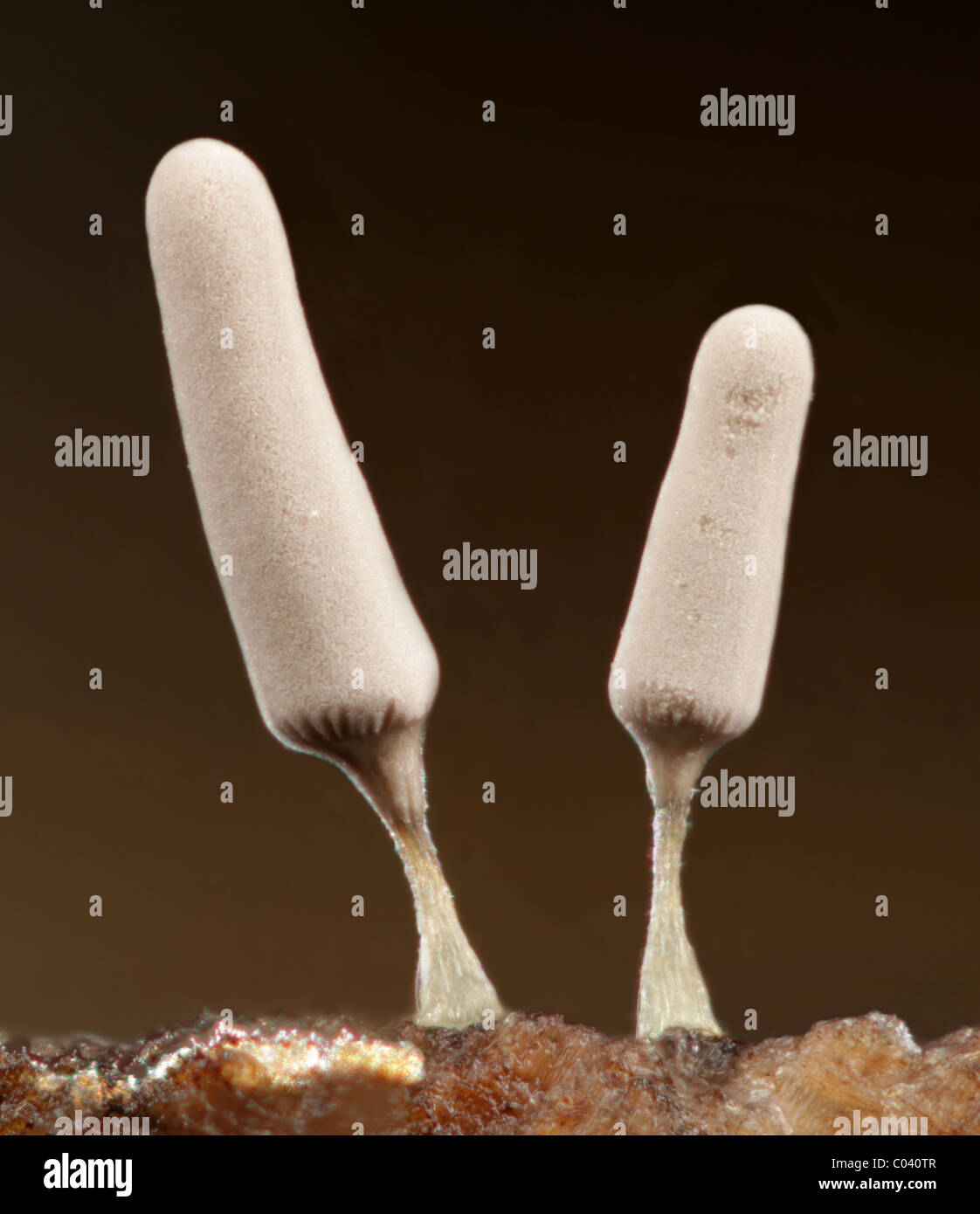 Arcyria cinerea Banque de photographies et d’images à haute résolution ...