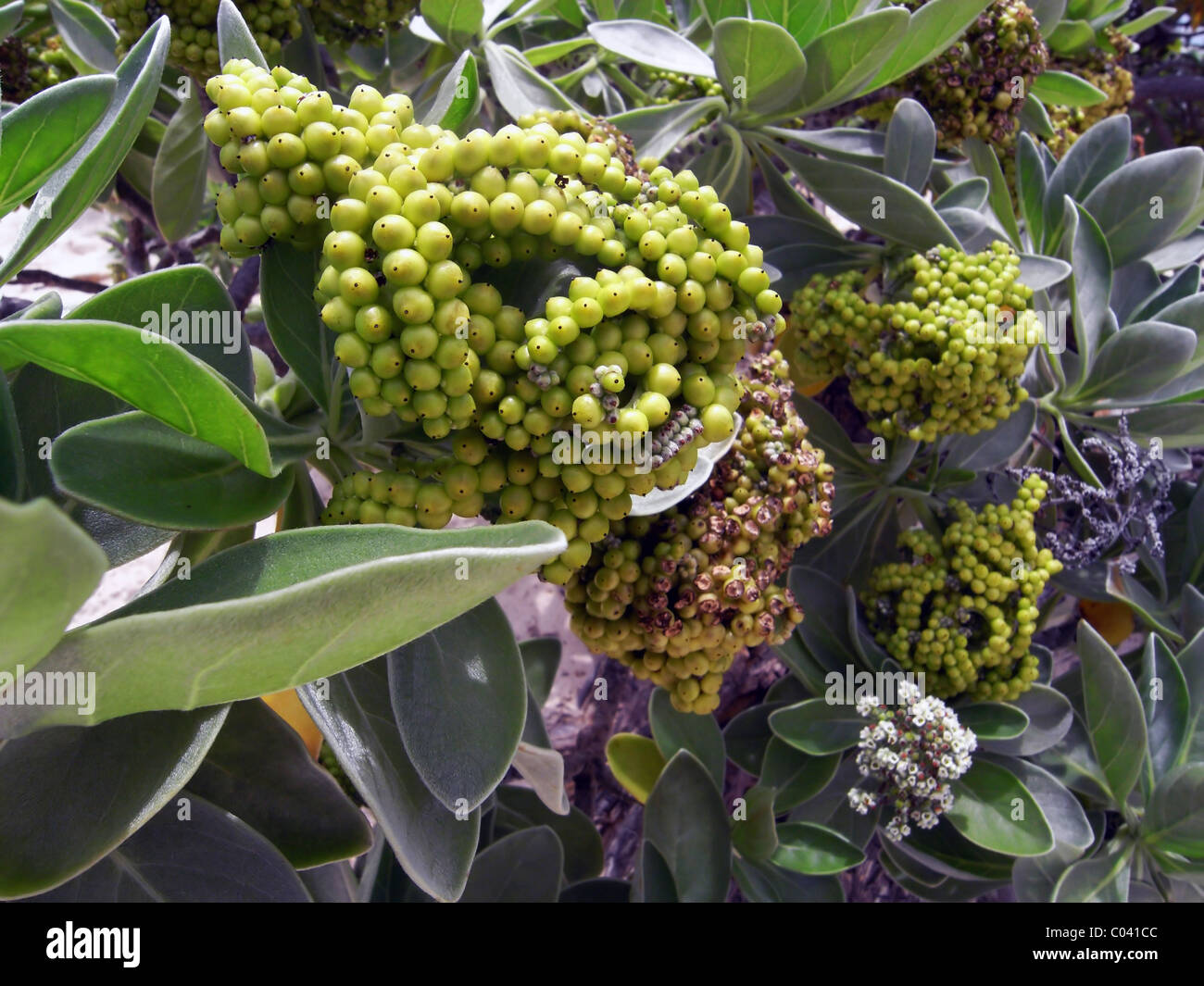 Argusia argentea Banque de photographies et d’images à haute résolution ...