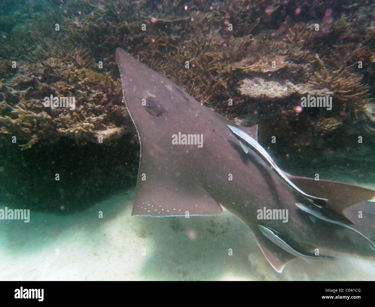 Poisson-guitare repéré blanc (Rhynchobatus australiae) avec trois ...