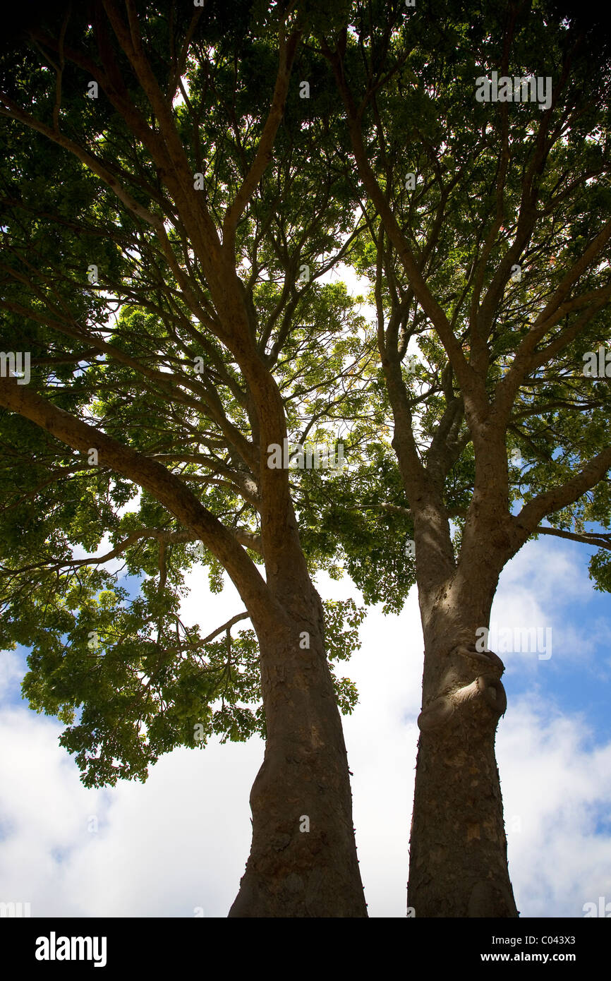 Mahogany tree flower Banque de photographies et d’images à haute ...