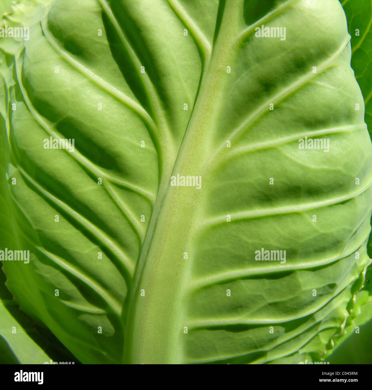 Feuille De Chou Banque d'image et photos - Alamy