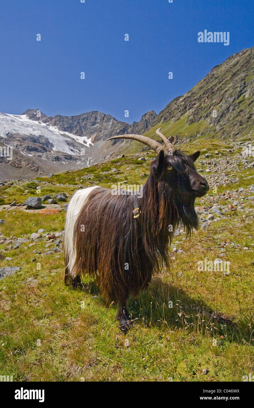 Goat alp switzerland Banque de photographies et d’images à haute ...