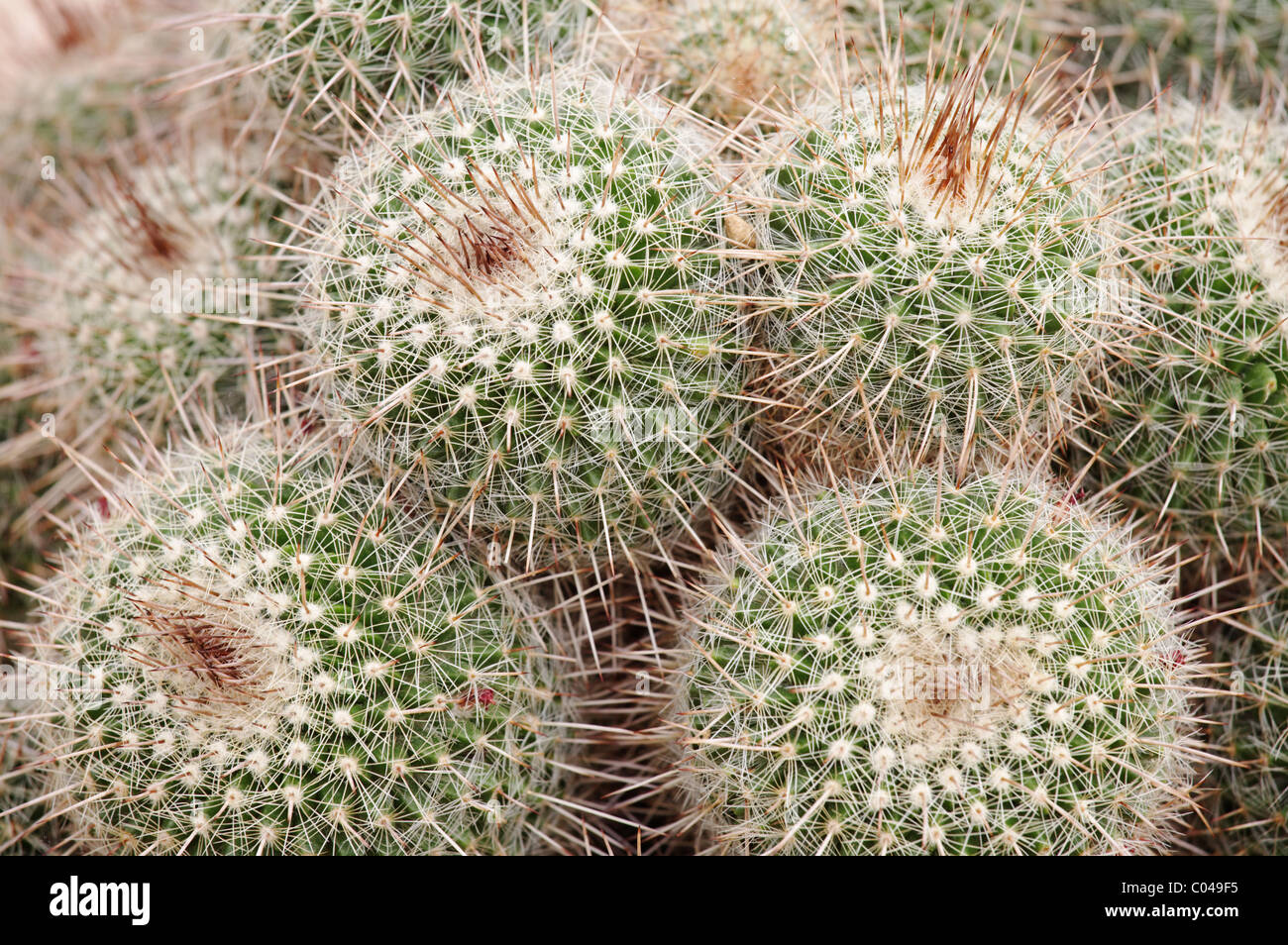 Mammillaria varieaculeata Banque de photographies et d’images à haute ...