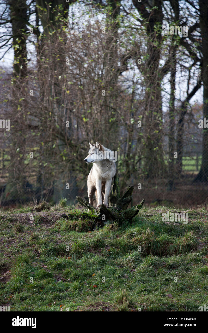Loup alpha Banque de photographies et d’images à haute résolution - Alamy