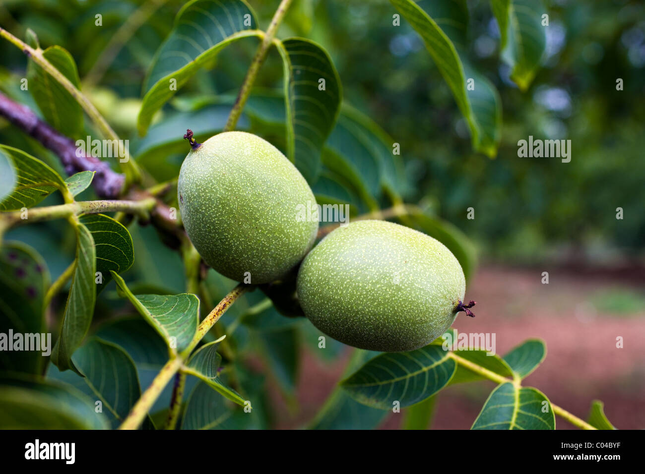 Noix qui poussent sur un arbre Banque de photographies et d’images à ...