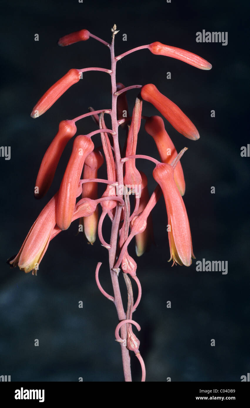 Aloe Plant Madagascar Banque d'image et photos - Alamy