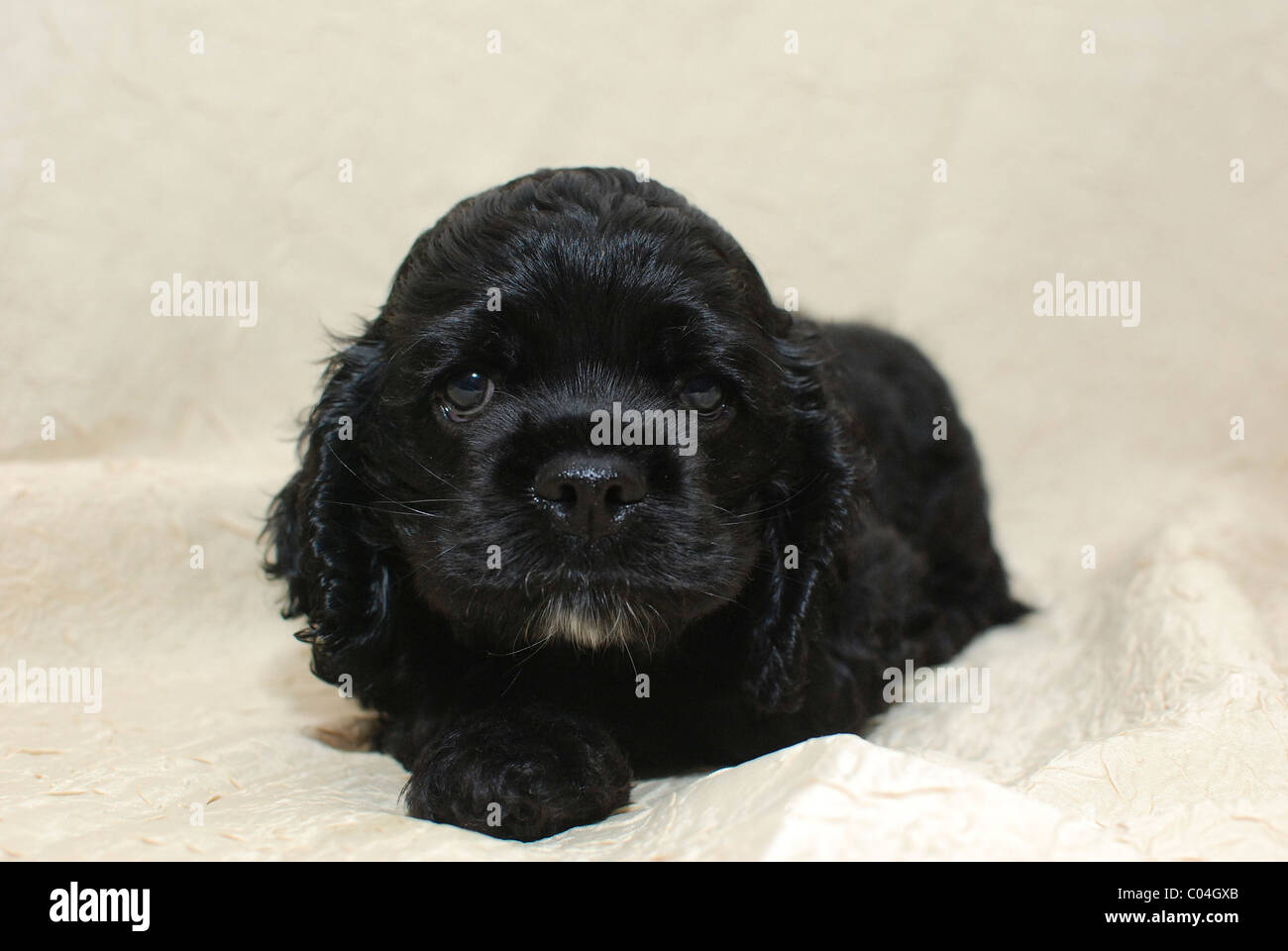 Chiots cocker spaniel Banque de photographies et d’images à haute ...