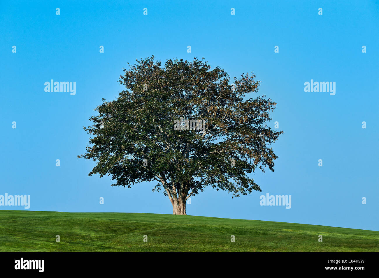 African tree Banque de photographies et d’images à haute résolution - Alamy