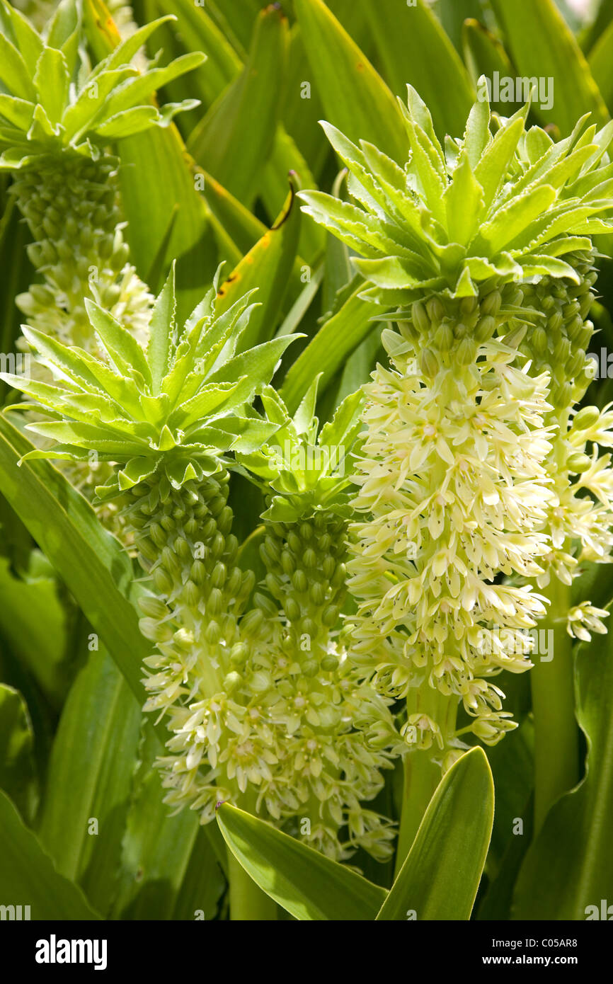 Fleur d'ananas Banque de photographies et d’images à haute résolution ...