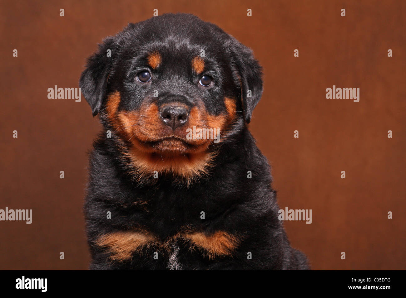 Chiot rottweiler Banque de photographies et d’images à haute résolution ...