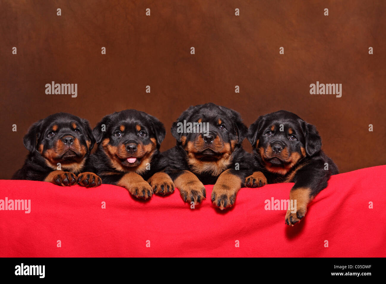 Rottweiler puppies Banque de photographies et d’images à haute ...