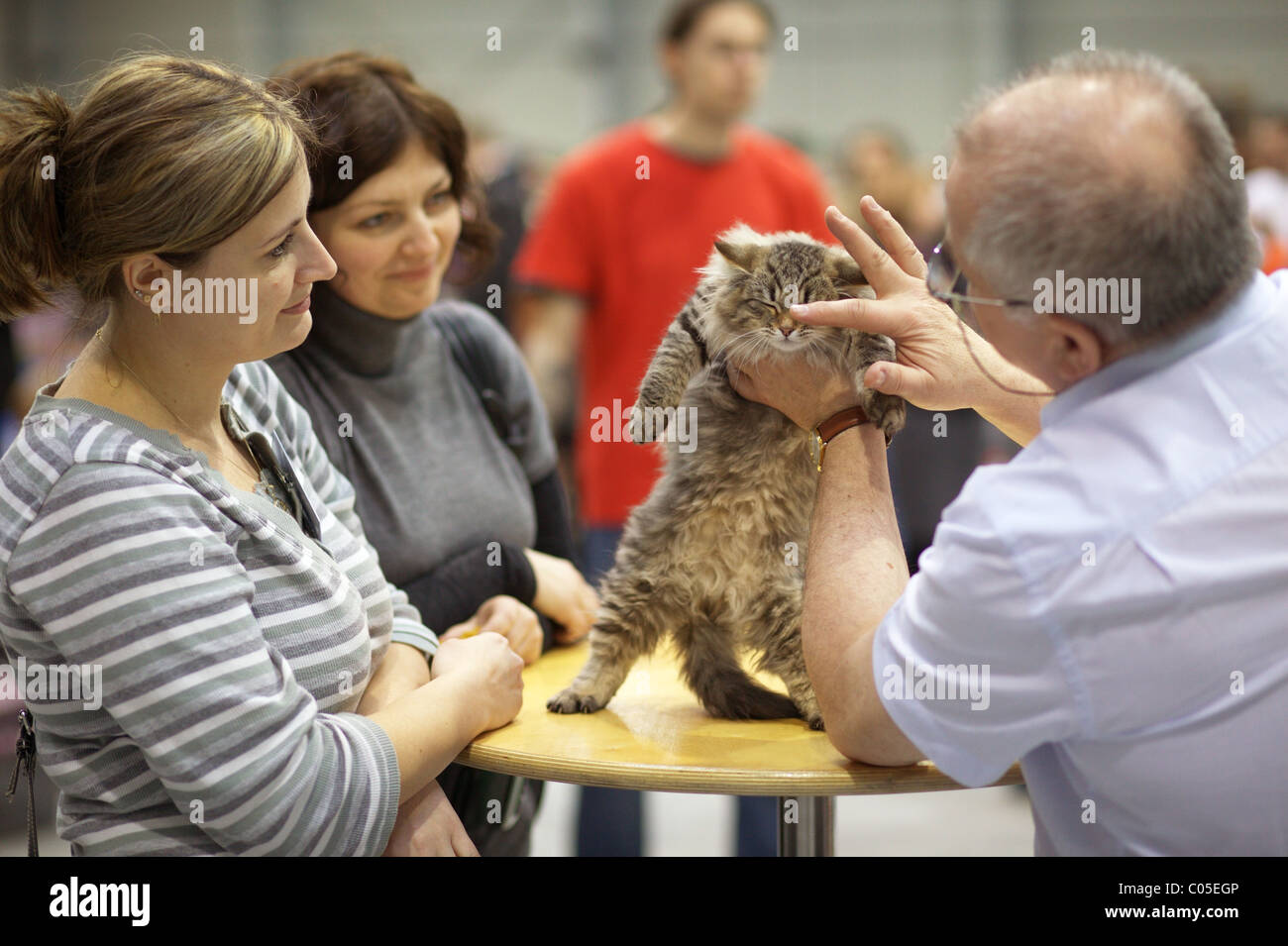 Show cat Banque de photographies et d’images à haute résolution - Alamy