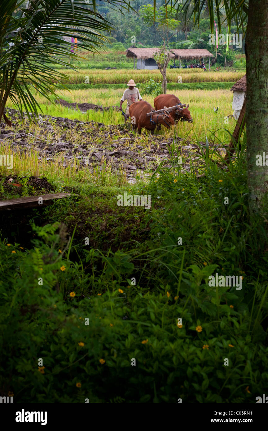 Fermier balinais vaches vache bali Banque de photographies et d’images ...