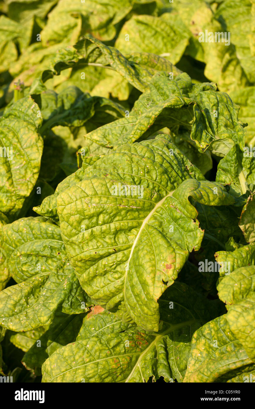 La feuille de tabac de l'Ontario. Une feuille mûre du tabac. Prêt pour ...