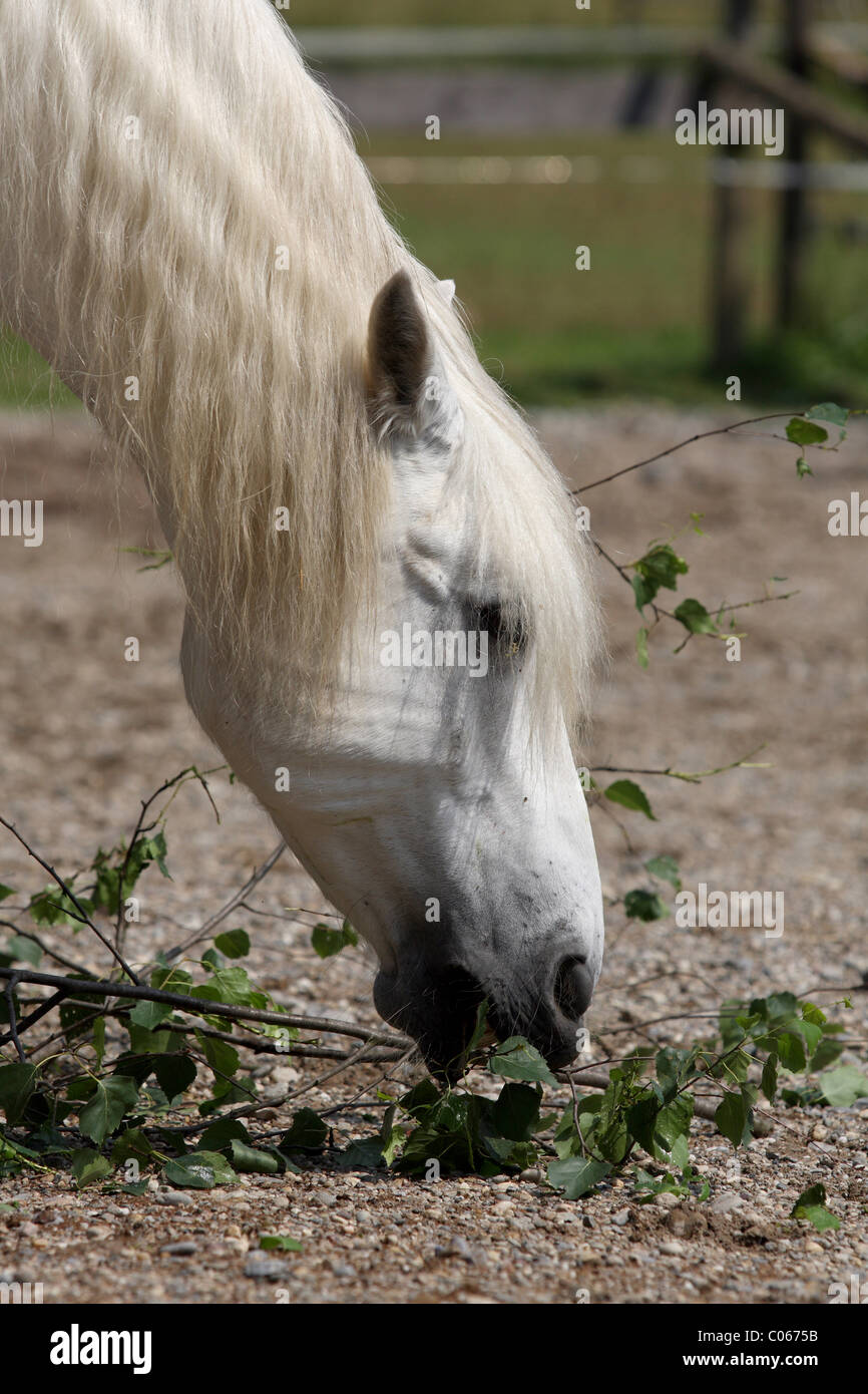 Terrain De Cheval Banque d'image et photos - Alamy