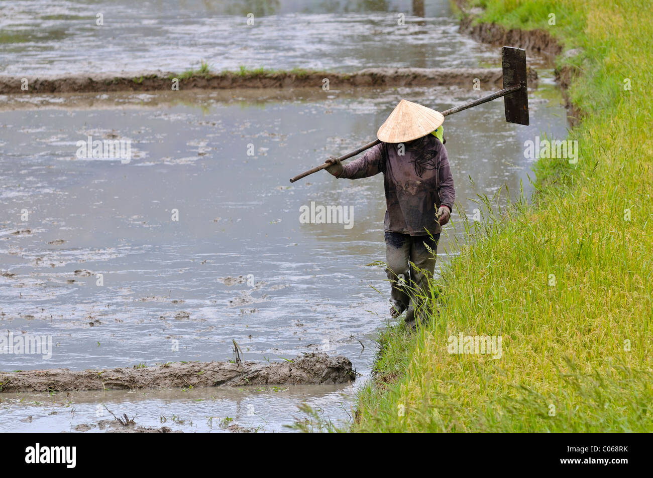 Femme travaillant dans une rizière, Vietnam, Asie Photo Stock - Alamy