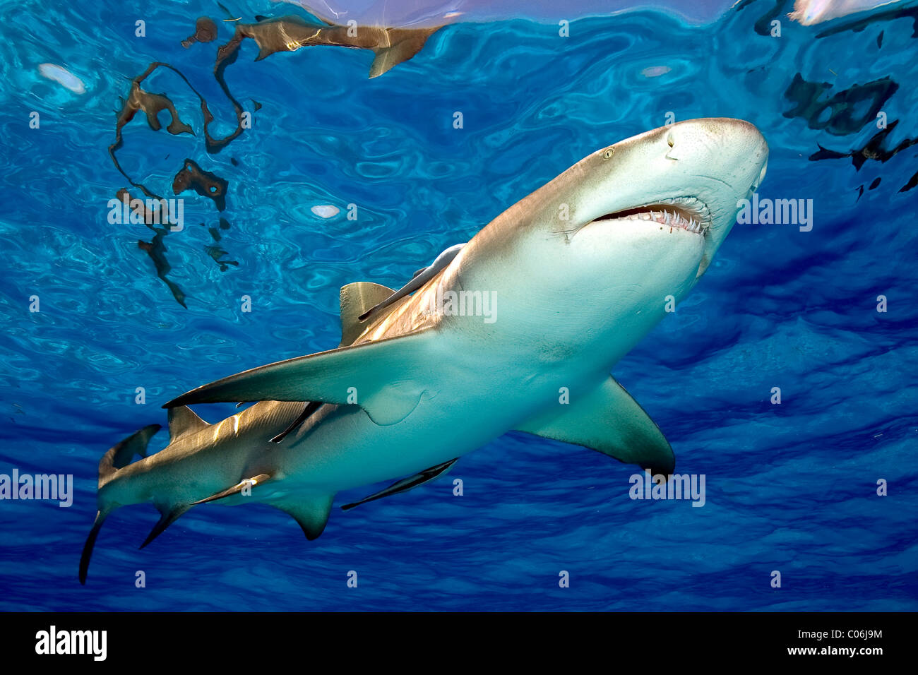Vivipare requin Banque de photographies et d’images à haute résolution - Alamy