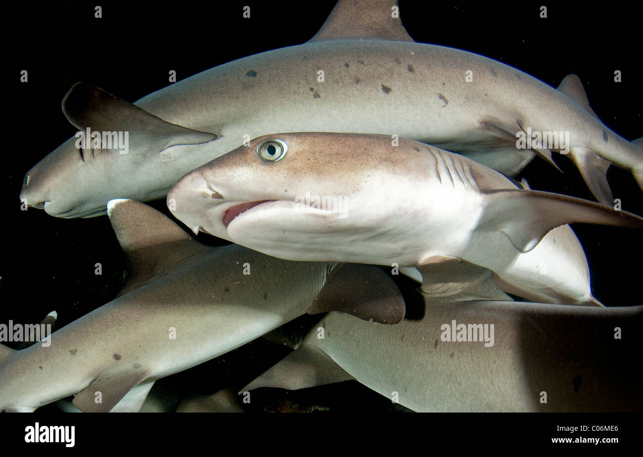 Groupe de requins pointe blanche Banque de photographies et d’images à ...