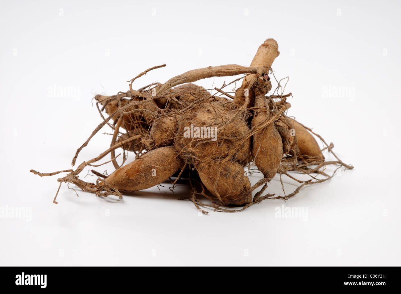 Plantas de tubérculos Banque de photographies et d’images à haute ...
