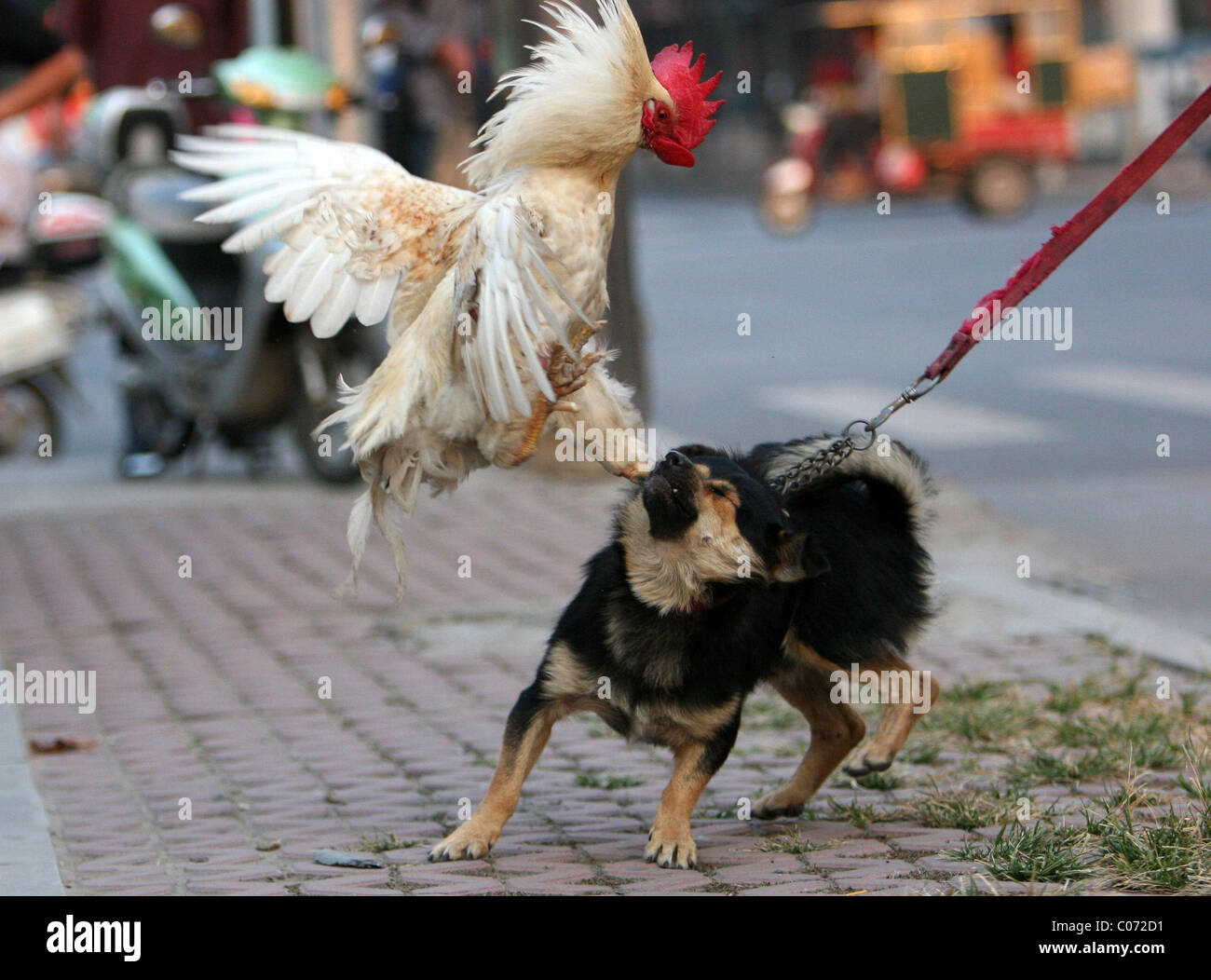 COCK OFF Ce mal trempé coq s'avère être le meilleur chien de protection ...