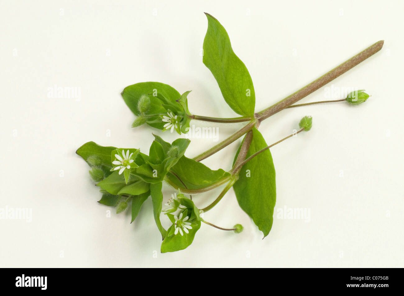 Le mouron des oiseaux (Stellaria media), Sommité florifère. Studio ...