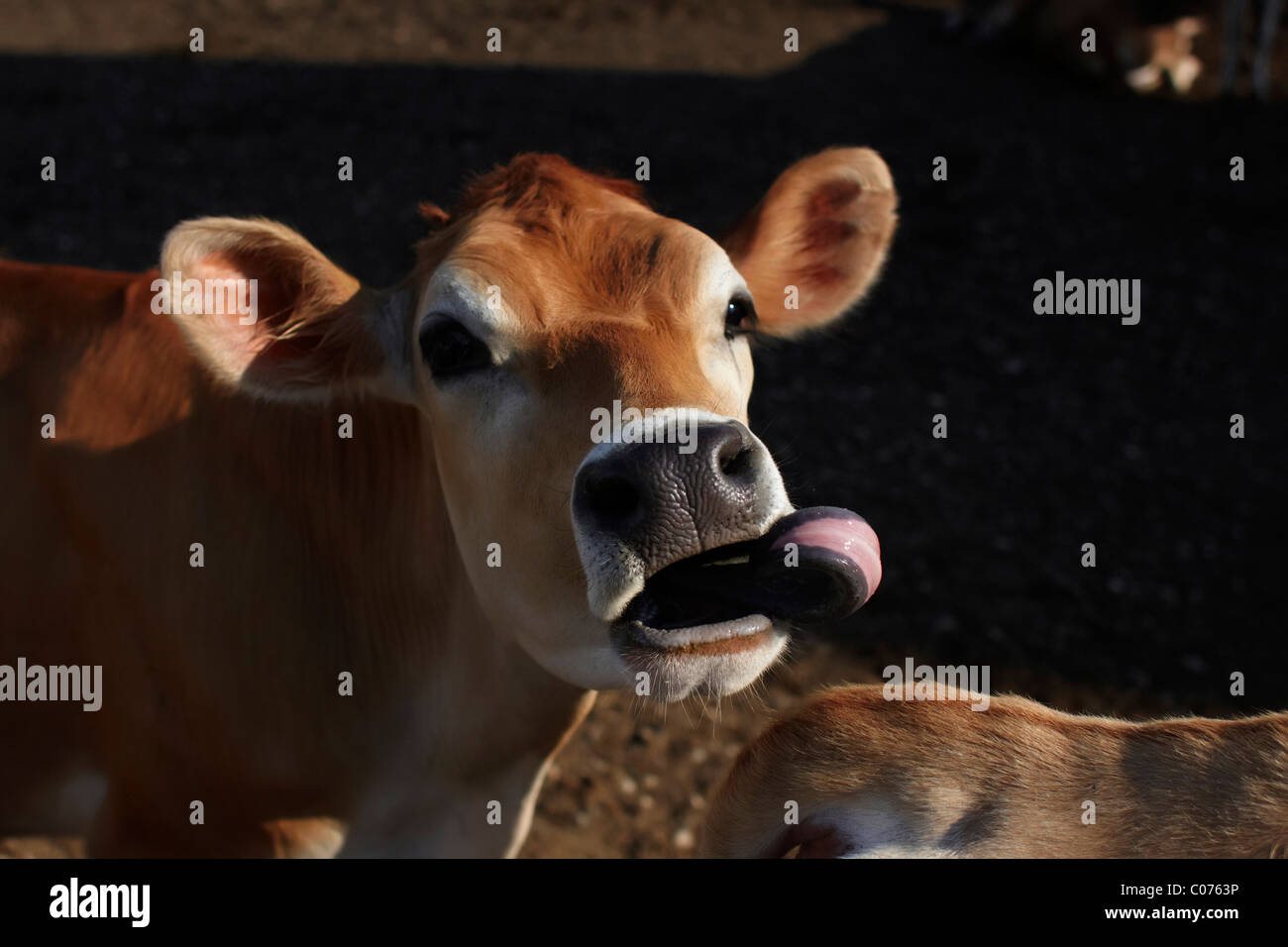 Vache qui tire la langue Banque de photographies et d’images à haute ...