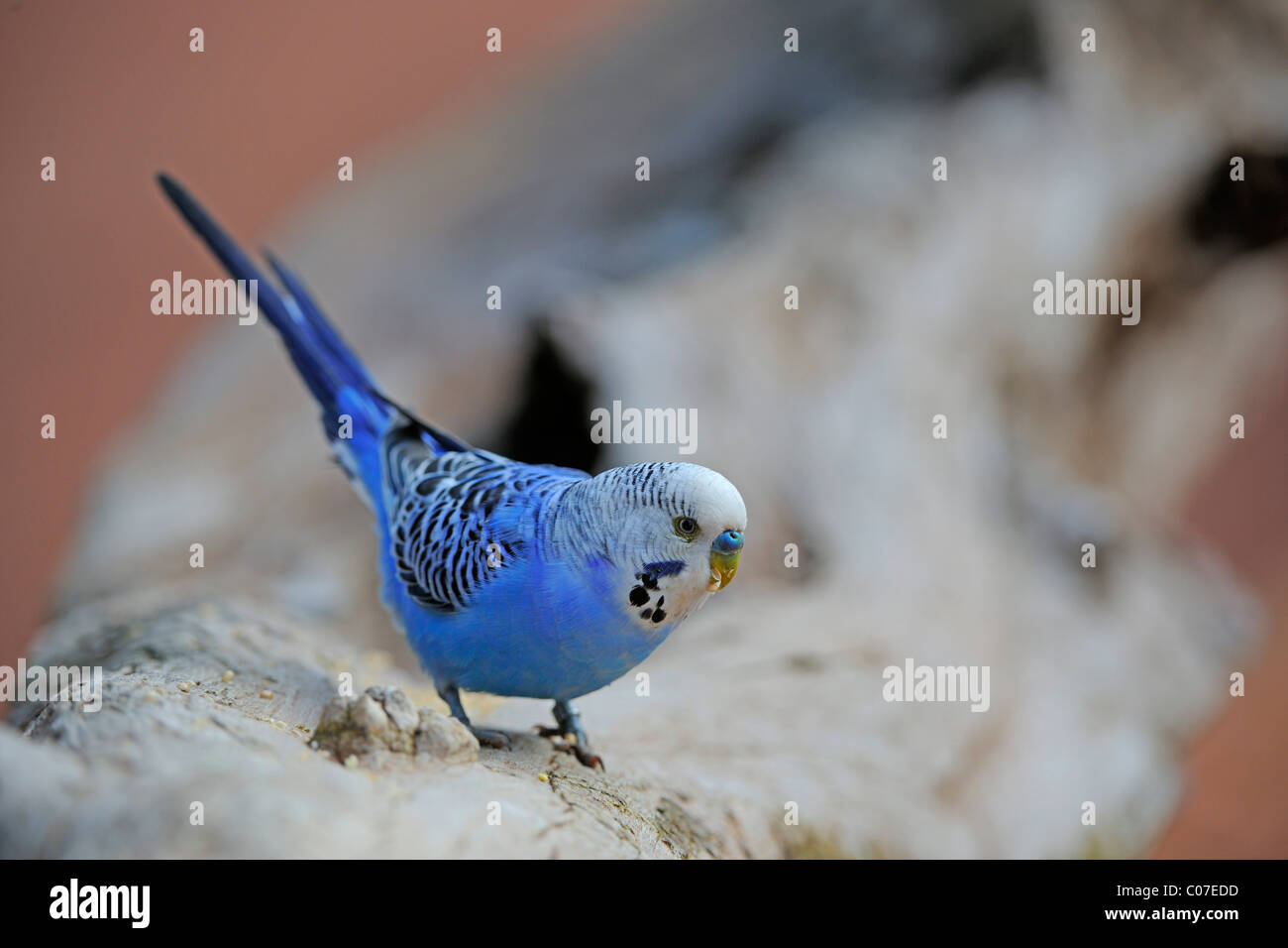 Perruche ondulée (Melopsittacus undulatus), l'Australie Photo Stock - Alamy