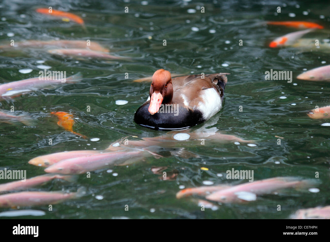 Natation canard entre milieu grand groupe shoal carpes koï dans un ...