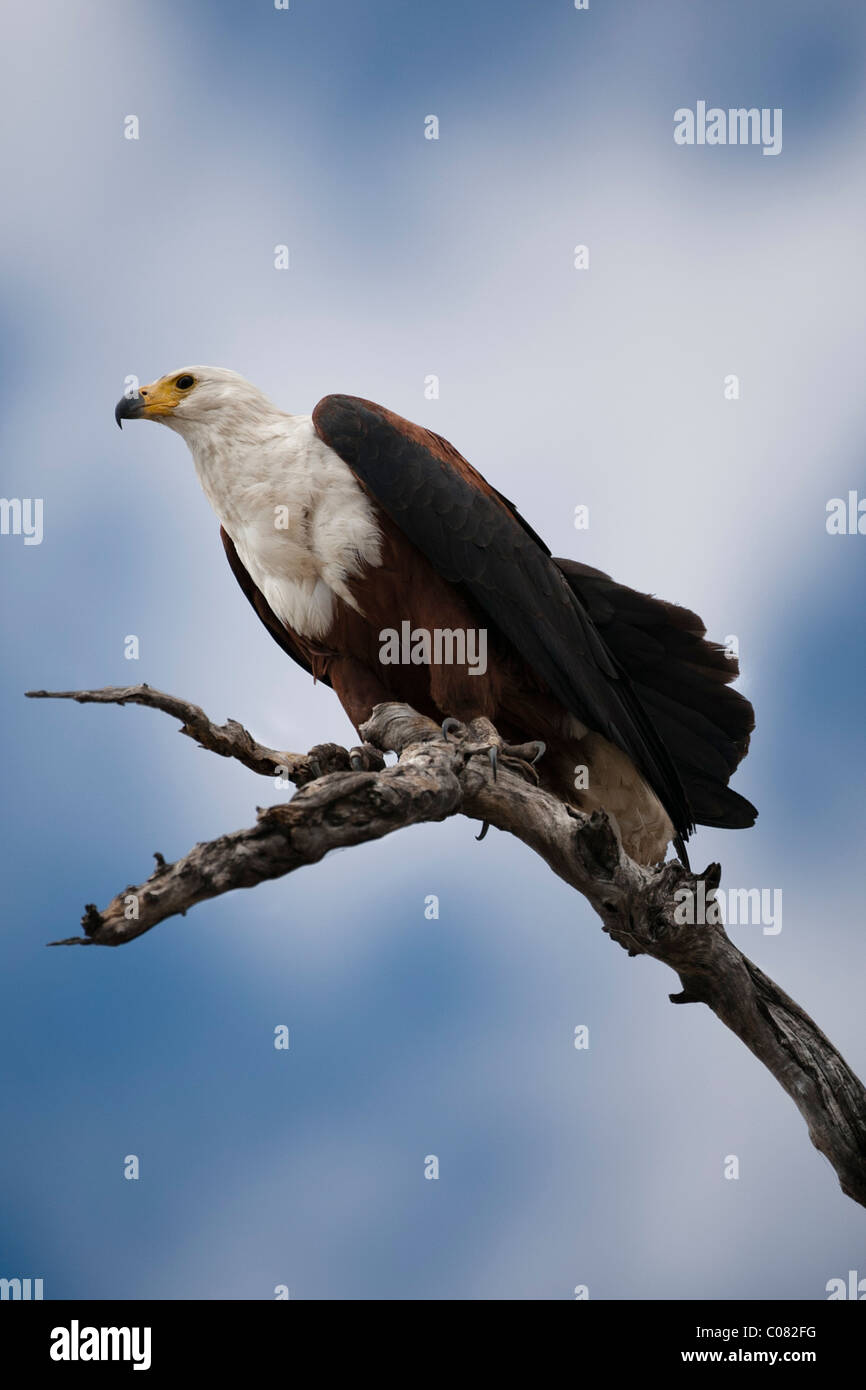 African fish eagle Banque de photographies et d’images à haute ...