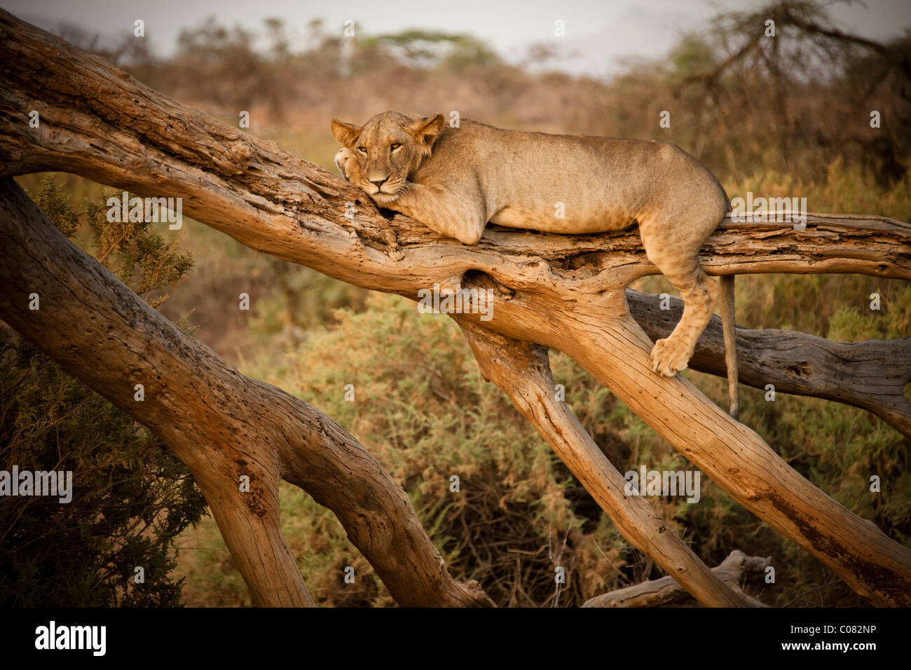 Lion reposant sur un arbre mort Banque de photographies et d’images à ...